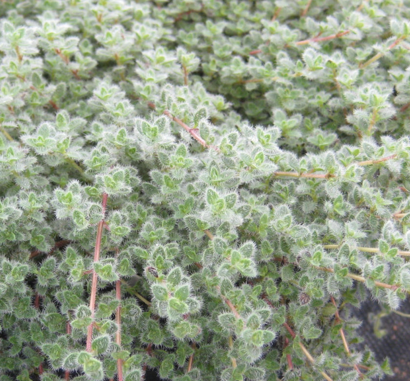 Woolly Thyme | Natorp's Online Plant Store Woolly Thyme | Natorp's Online Plant Store